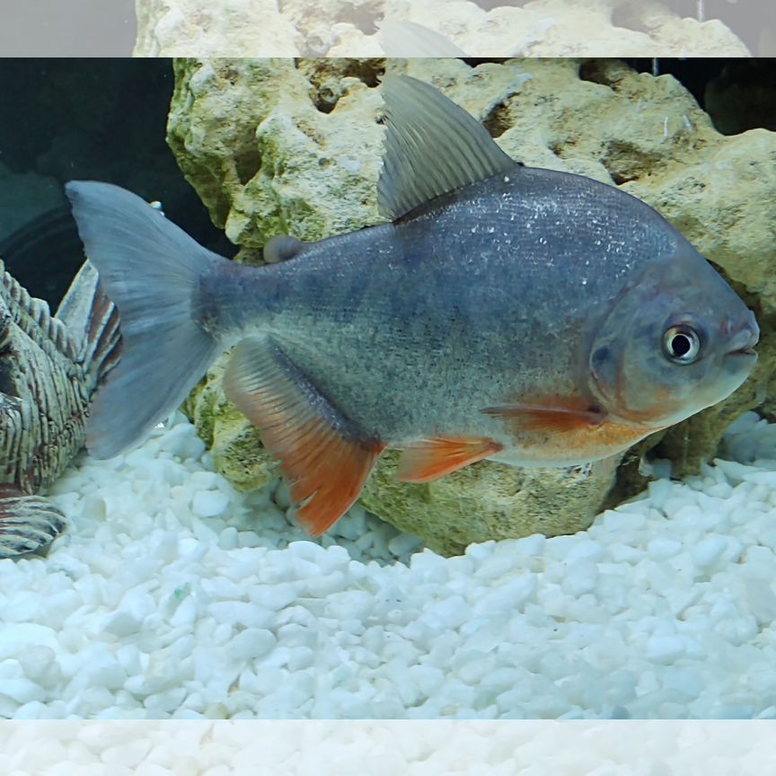 Пиранья "Паку"