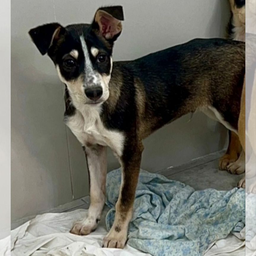 Щенок в добрые руки