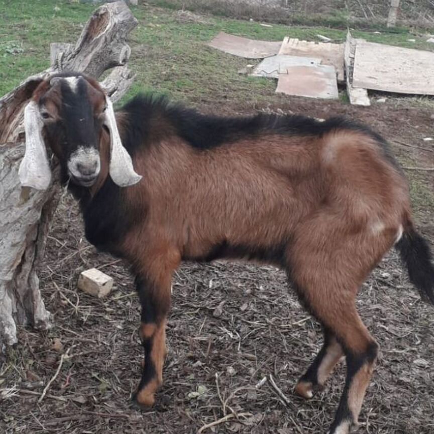 Сельхоз животные