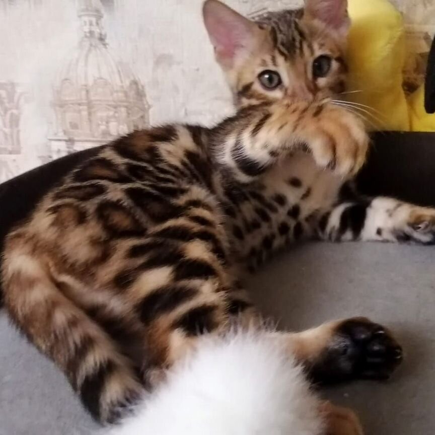 Бенгальские котята