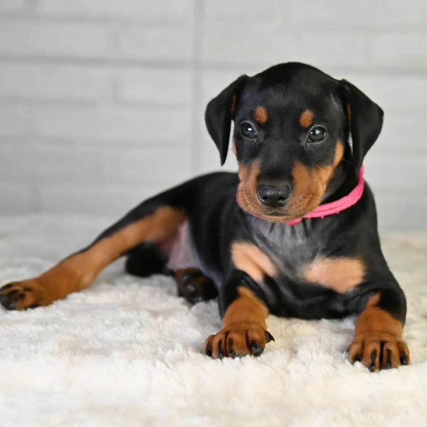 Немецкий пинчер, щенок