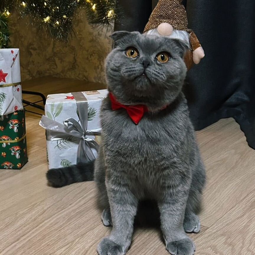 Шотландский котик вязка
