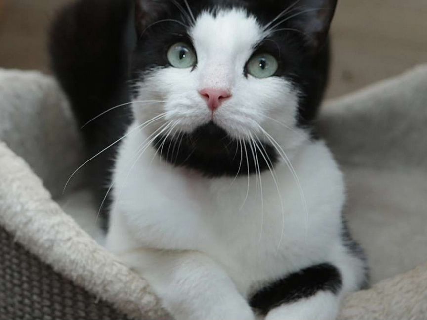 Кот Тиша 2,5 года