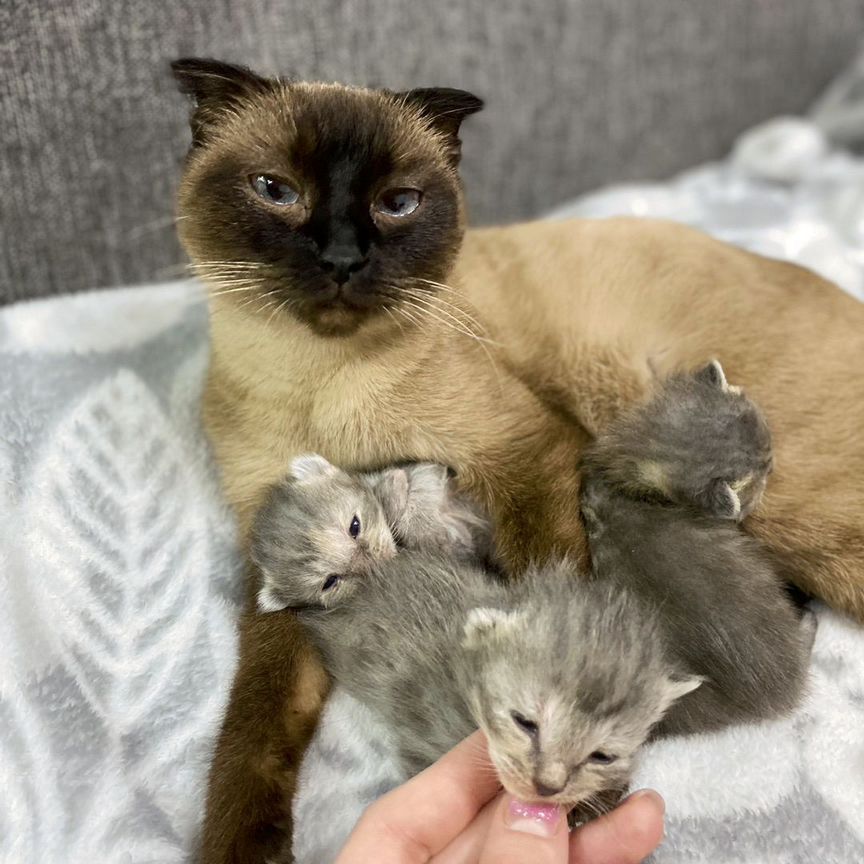 Котята