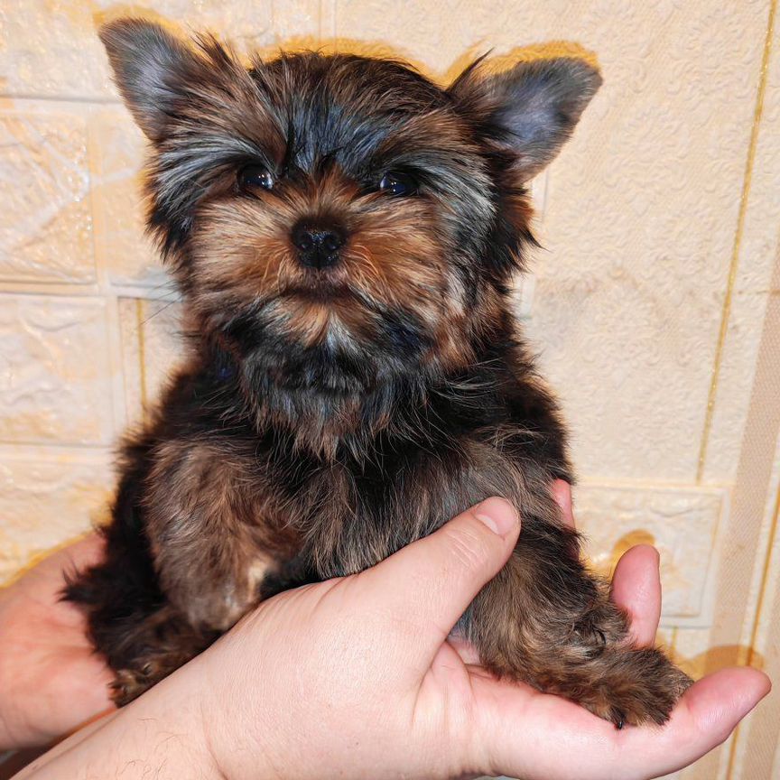 Йоркширский терьер, щенок
