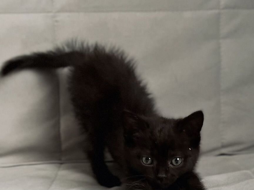 Котята