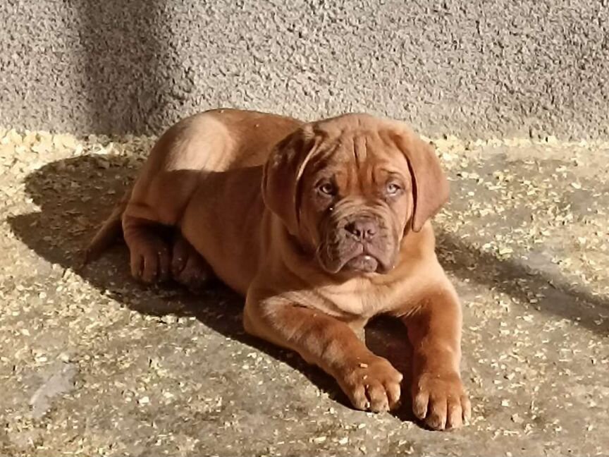 Детки Французского мастифа