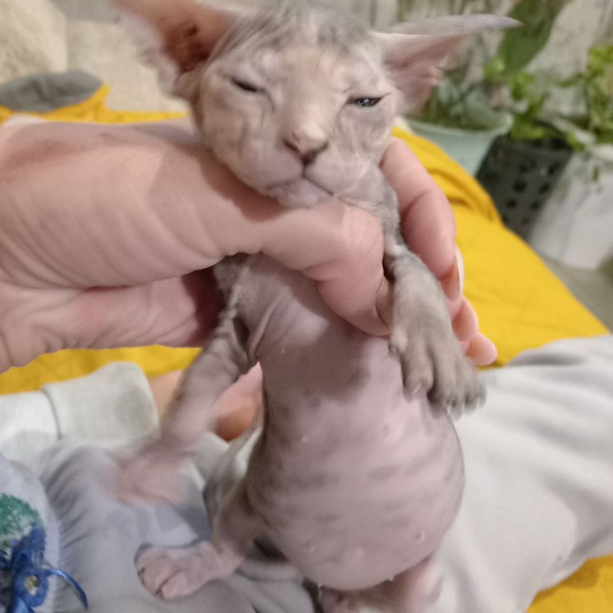 Канадский сфинкс котёнок