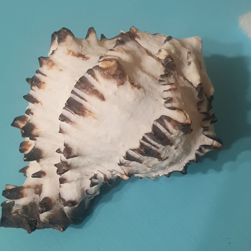 Морская ракушка Hexaplex nigritus, 100 мм