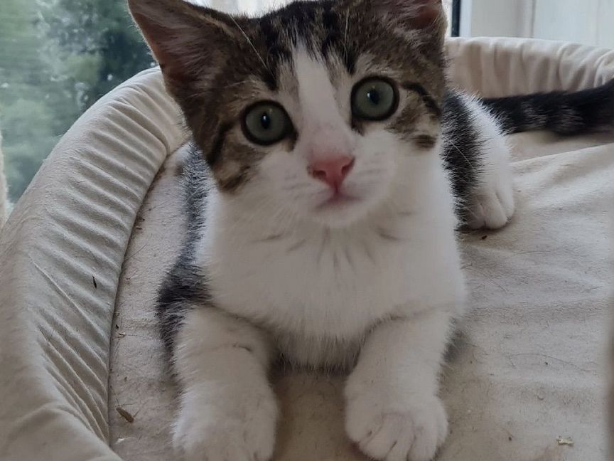 Котенок Майя