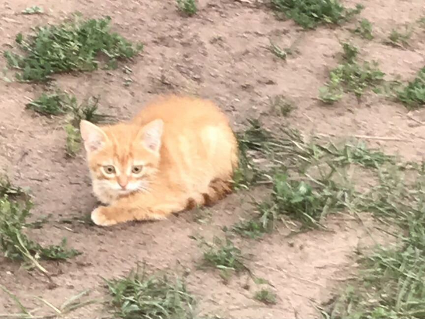 Котята двухмесячные мальчики в добрые руки