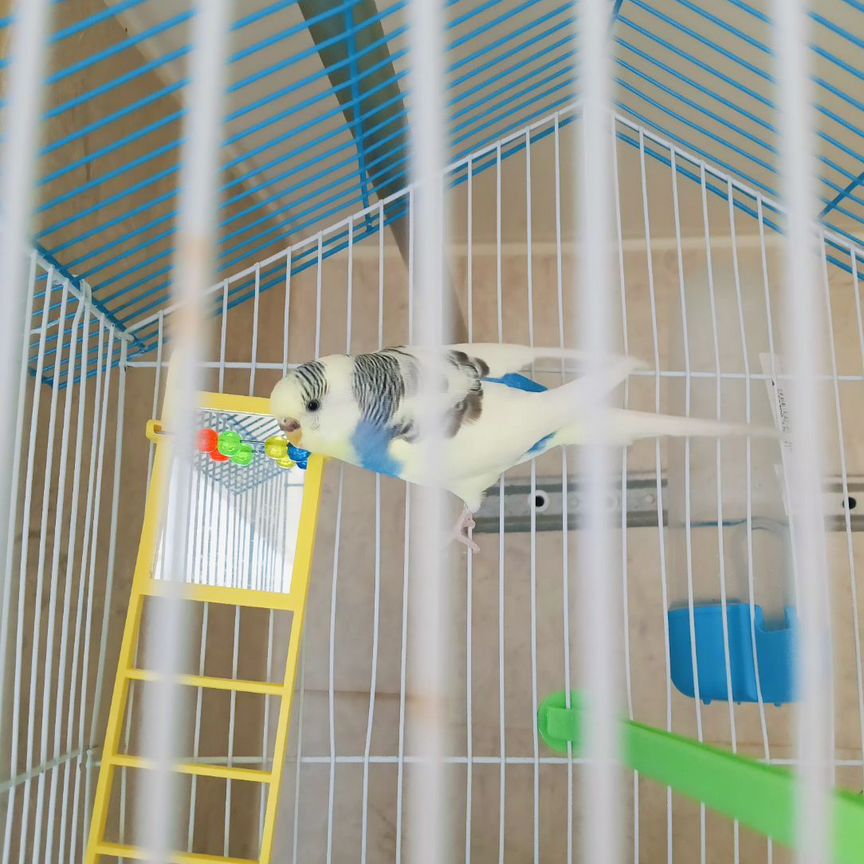 Продажа попугая