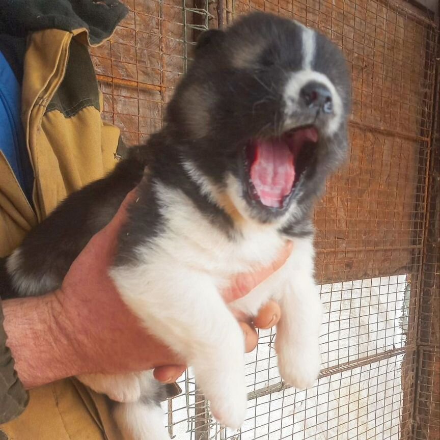 Щенки американской акиты