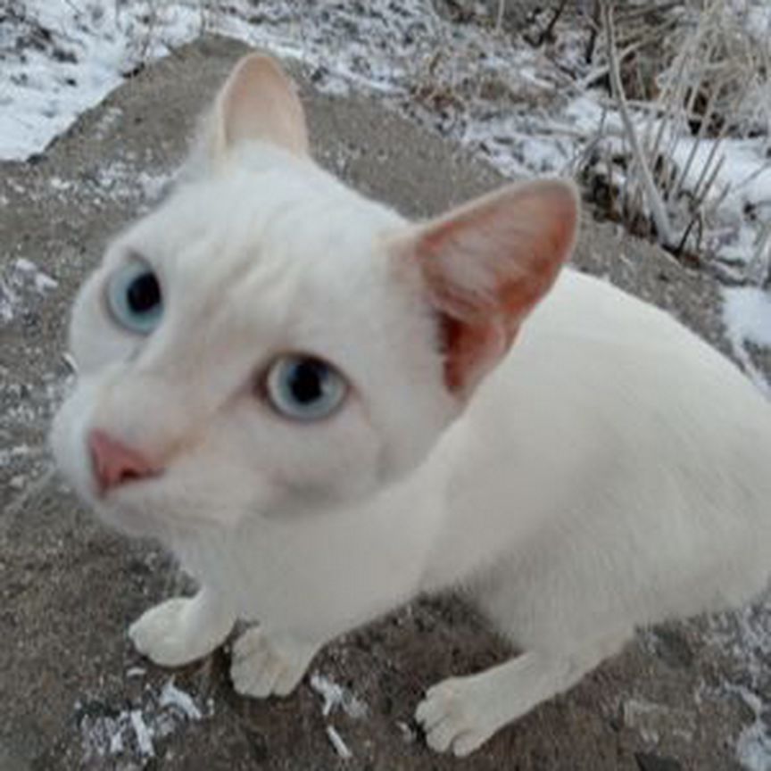 Котик в добрые руки