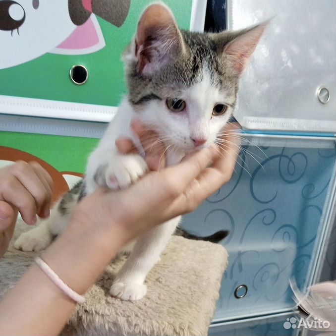 Котенок белый полосатый