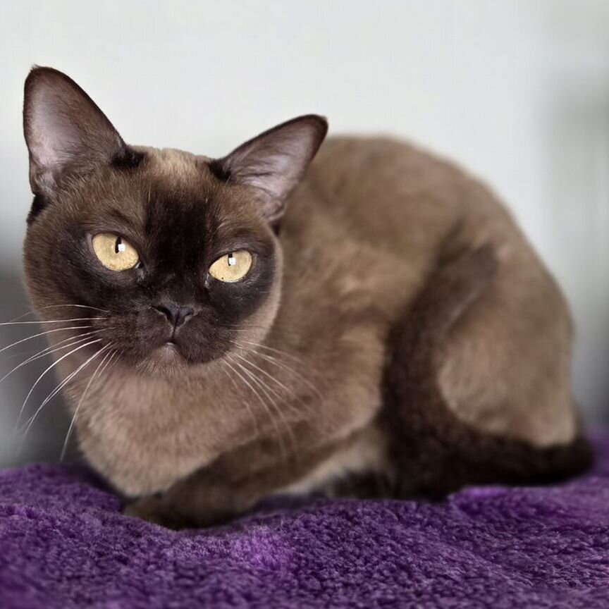 Европейский бурманский котёнок