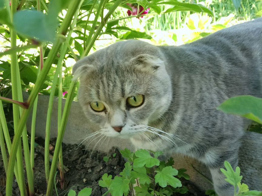 Потерялась кошка шотландская