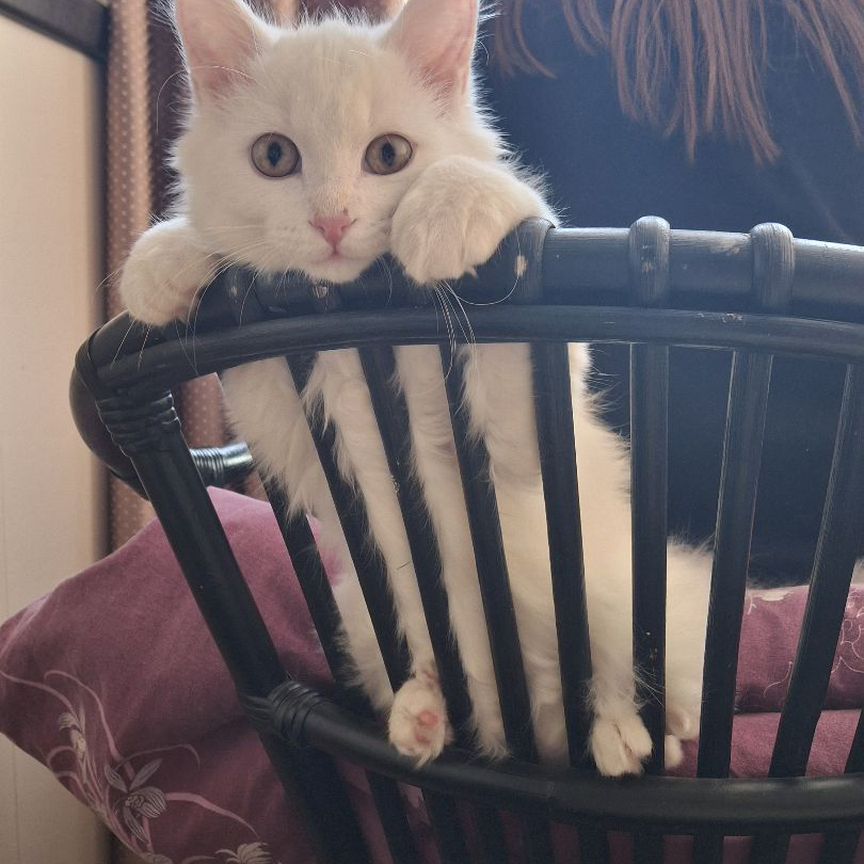 Отдам в добрые руки котёнка турецкой ангоры