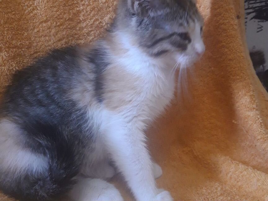 Котеночек Алиса 2 месяца ласкуша трехцветочка