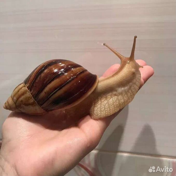 Улитки ахатины