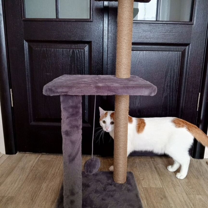 Когтеточка