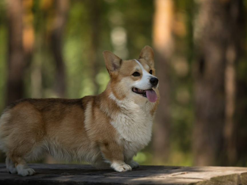 Щенки вельш-корги пемброк
