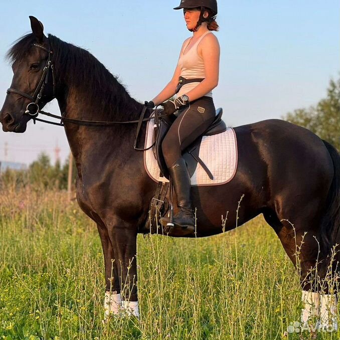 Андалузо-фризская кобыла 8 лет