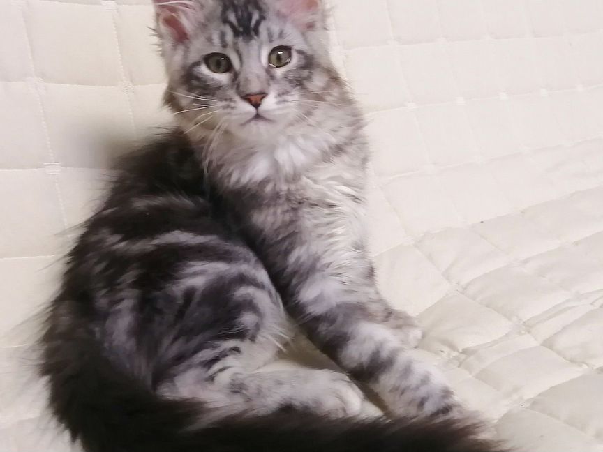 Мейн-кунята