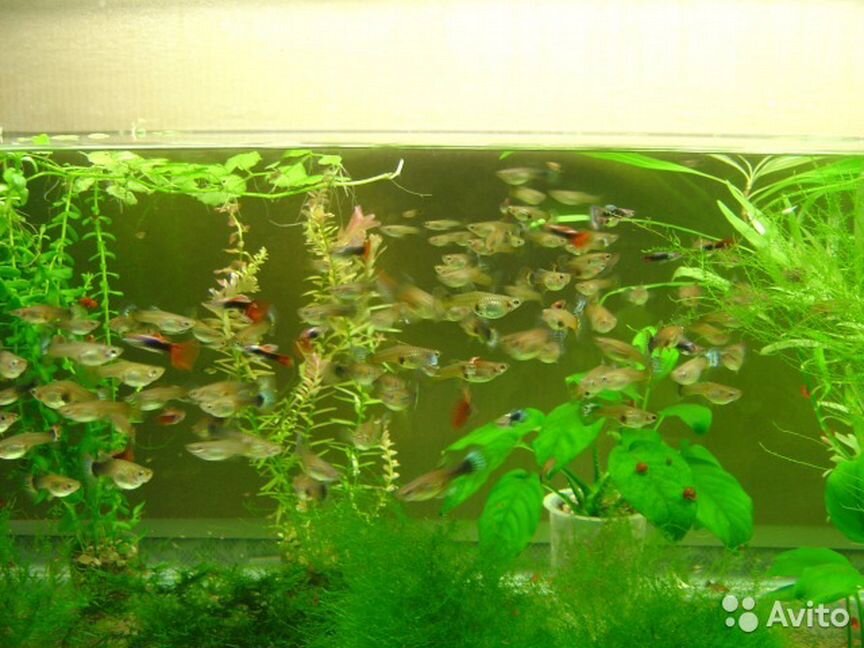 Кому Гупиков