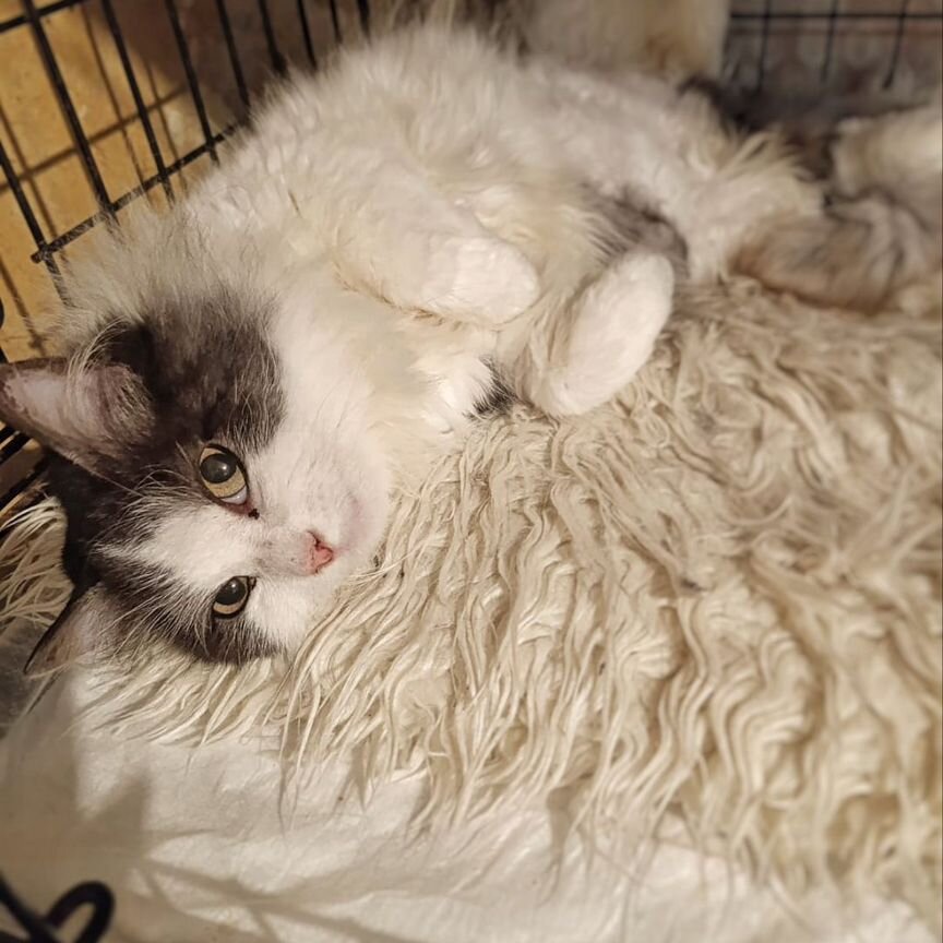 Кошечка с парковки Казань Молл