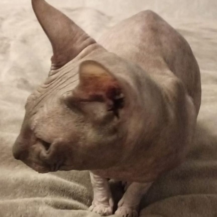 Котята сфинкс бесплатно