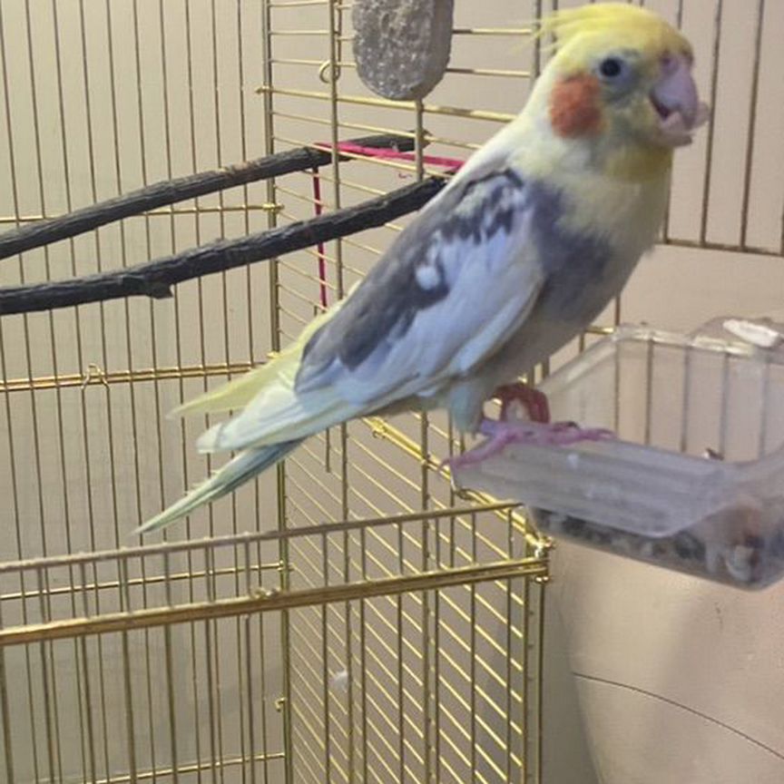 Попугай корелла