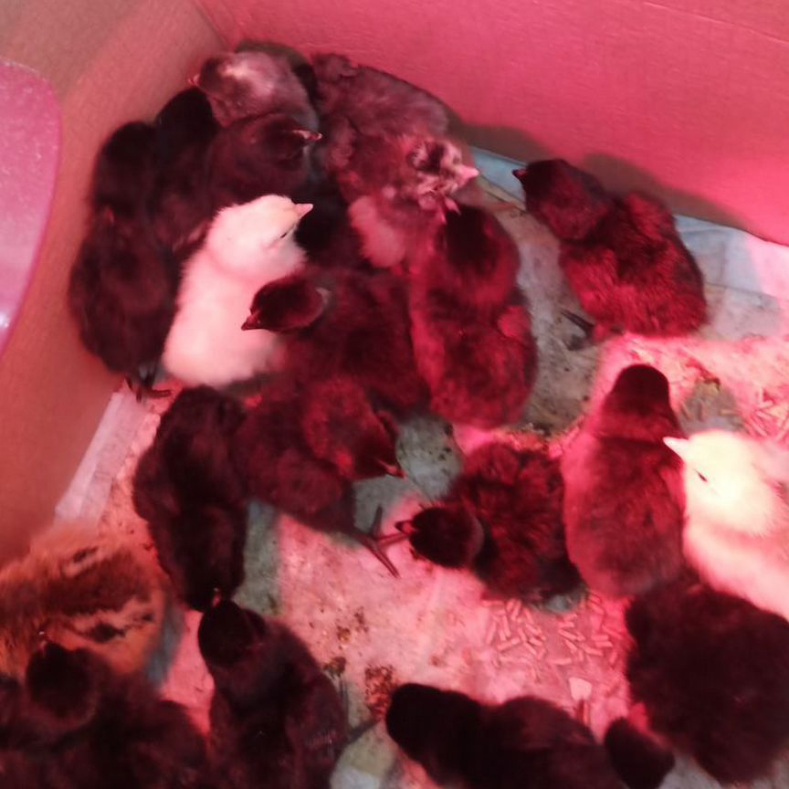 Цыплята суточные