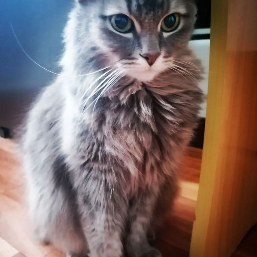 Кот Васька
