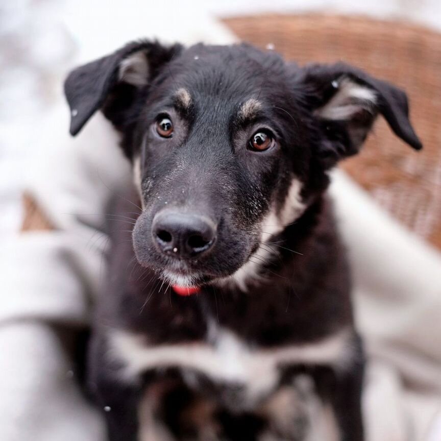 Щенок в добрые руки