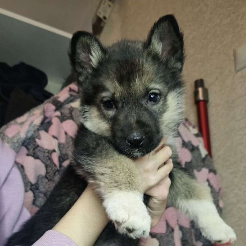 Щенок ищет дом