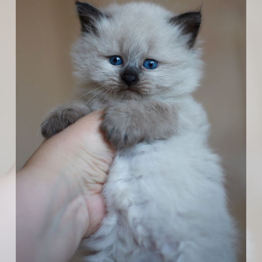 Шикарный невский маскарадный котик