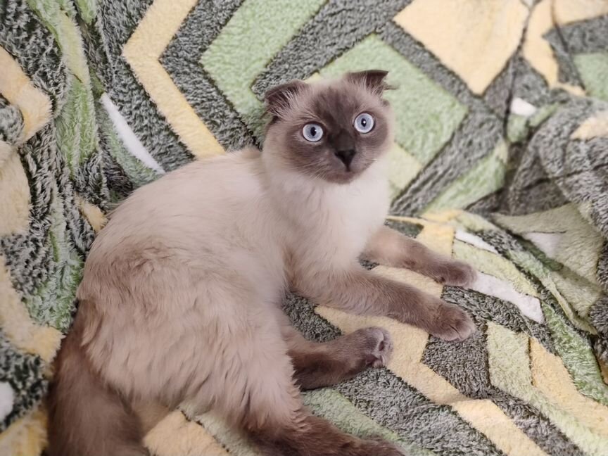 Кошки