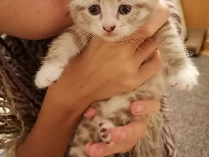 Шотландские котятки