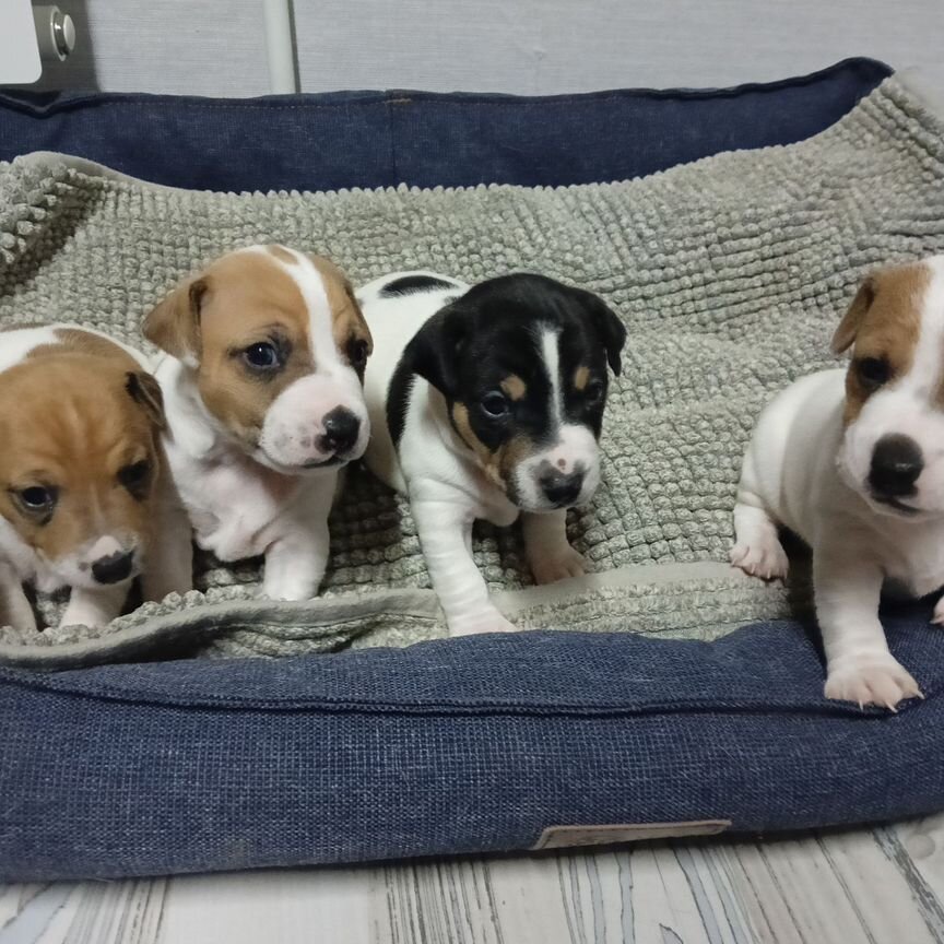 Щенки джек рассел терьер гладкошерстный