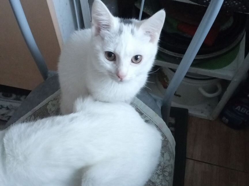 Кошка турецкая ангора