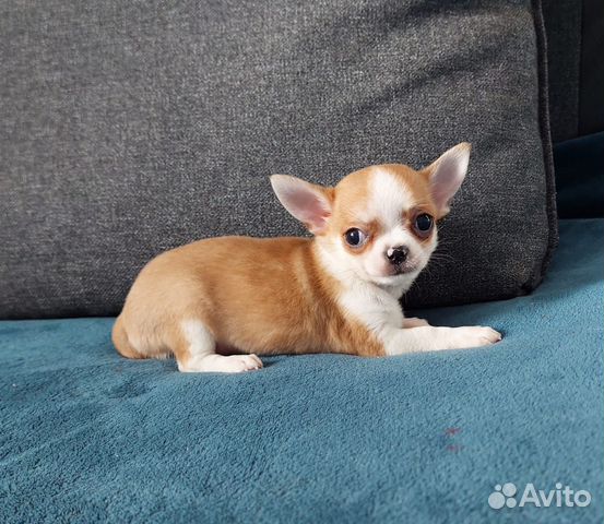 Чихуахуа mini мальчик