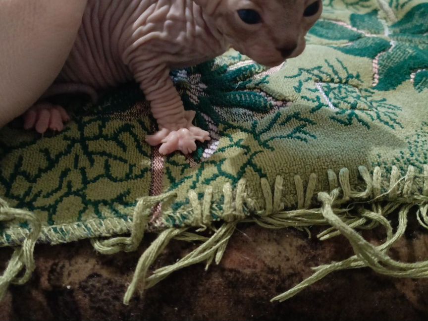 Донской сфинкс котята