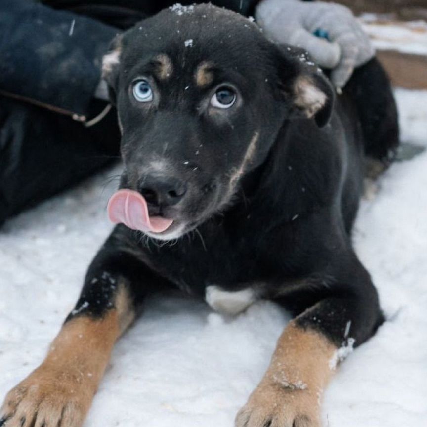 Щенок в добрые руки