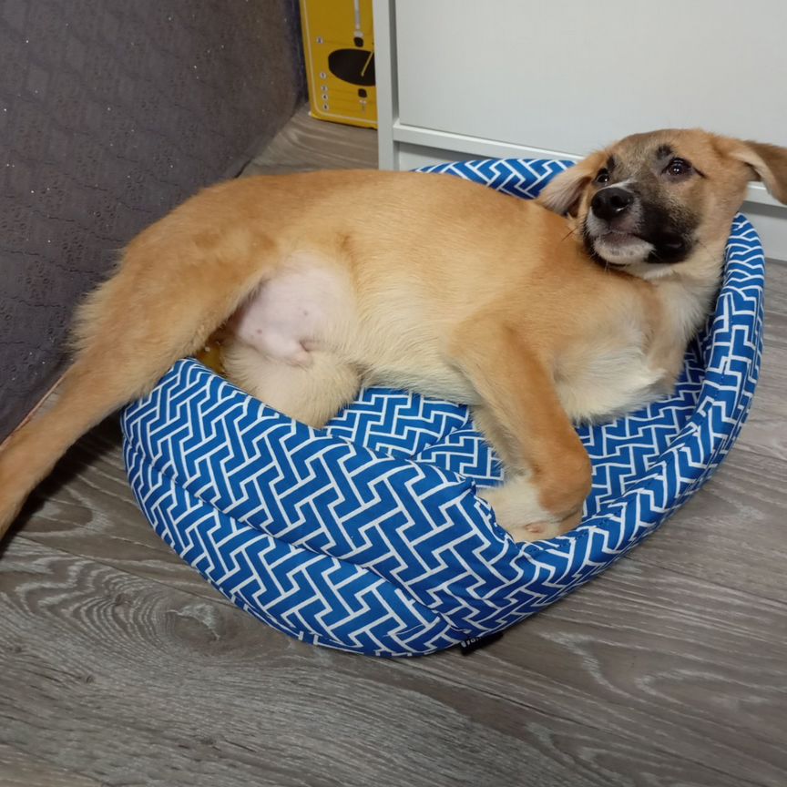 Щенок в добрые руки