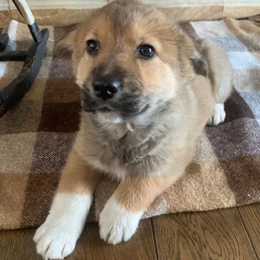 Щенки сибирской хаски и немецкой овчарки