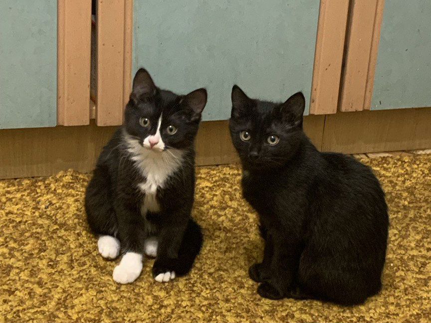 Котики 2.5 месяца