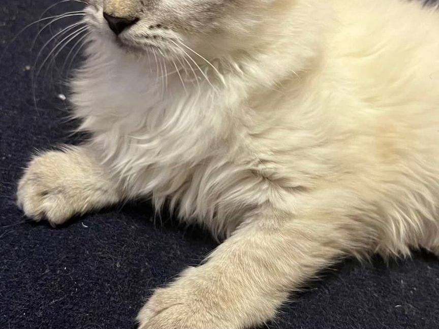 Котенок