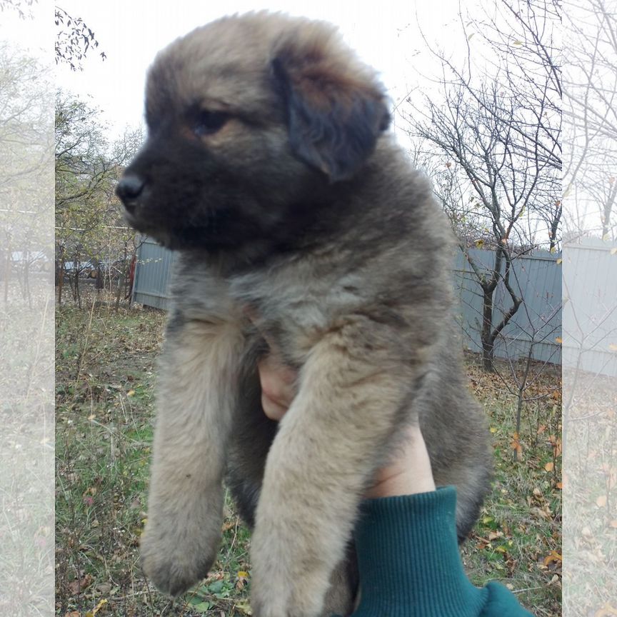 Щенки в добрые руки