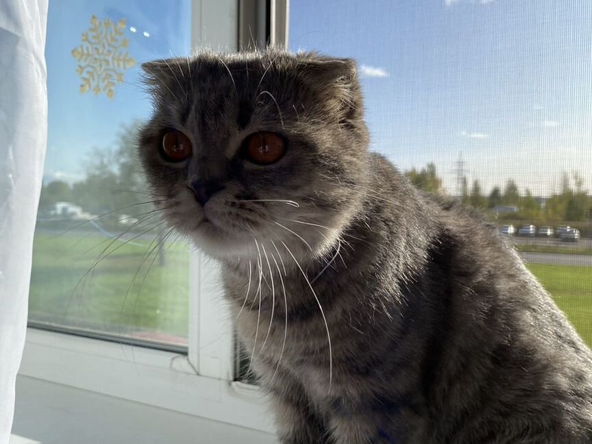 Шотландская вислоухая кошка бесплатно